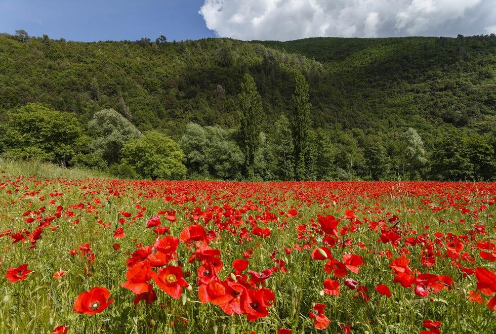 Via Francigena: guia das etapas na Itália